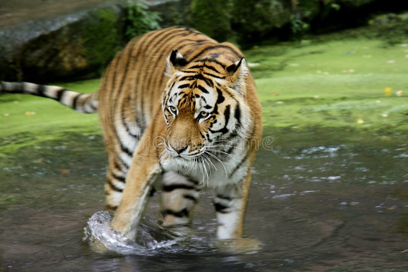 Tiger in the Water stock photo. Image of outdoors, water - 28619042