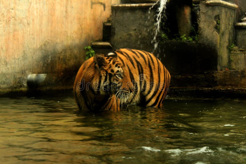 Tiger Water Animal Jungle King Stock Photo - Image of jungle ...