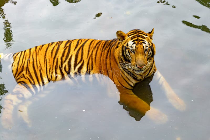 Tiger in the water stock photo. Image of tiger, feline - 61863002
