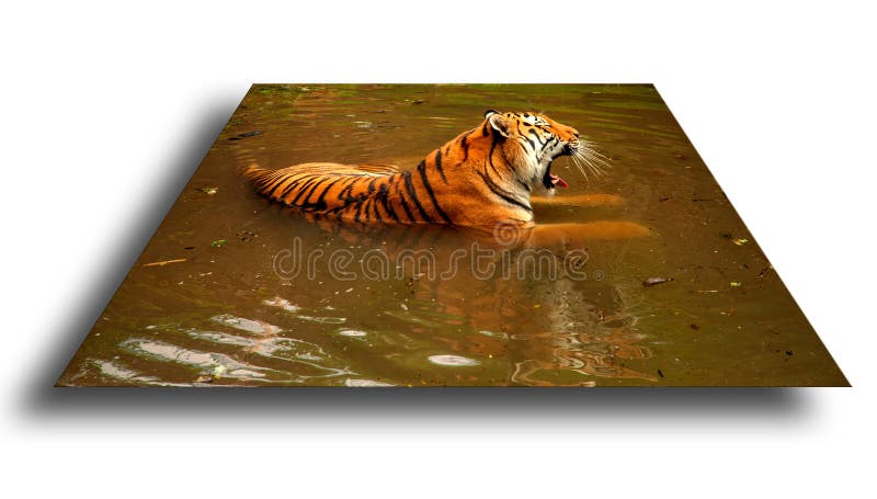 Tiger in the water stock image. Image of portrait, nature - 47195863