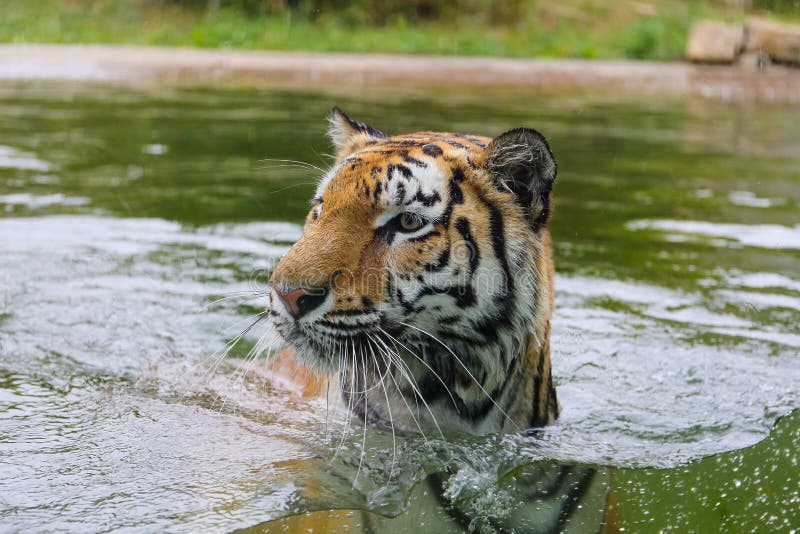 Tiger in water stock image. Image of print, tiger, wildlife - 58992105
