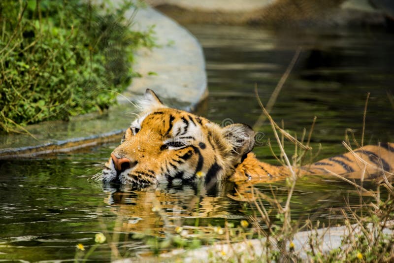 Tiger in water stock photo. Image of forest, tiger, great - 132108280