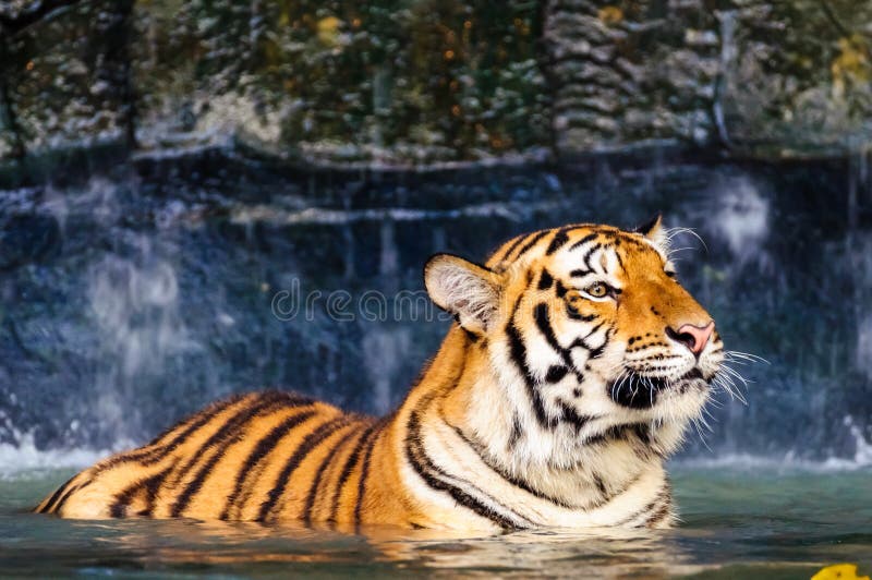Tiger in the water stock photo. Image of nature, danger - 32302490