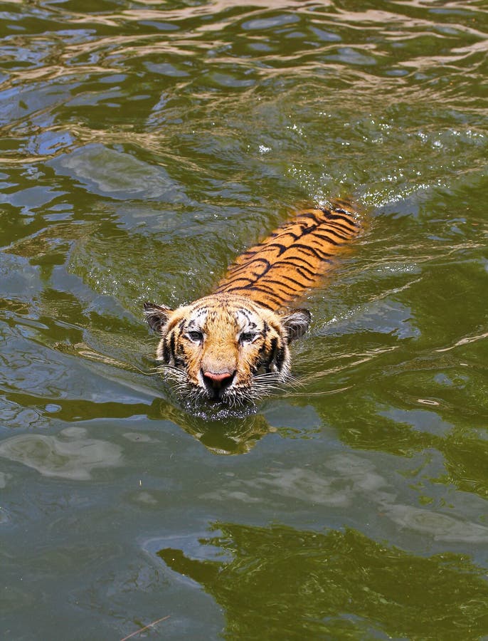 Tiger in the water stock image. Image of mouth, carnivore - 38875285