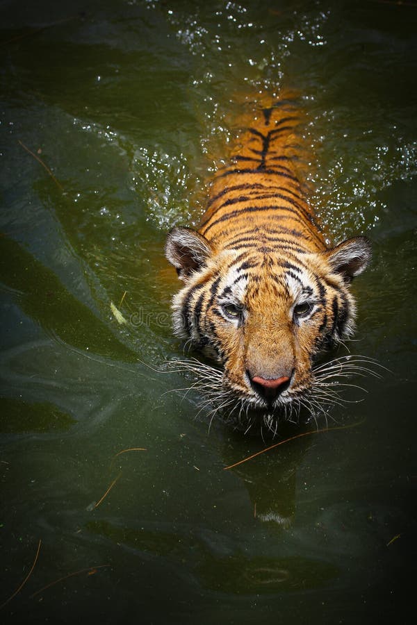 Tiger in the water stock image. Image of expression, gaze - 38875345