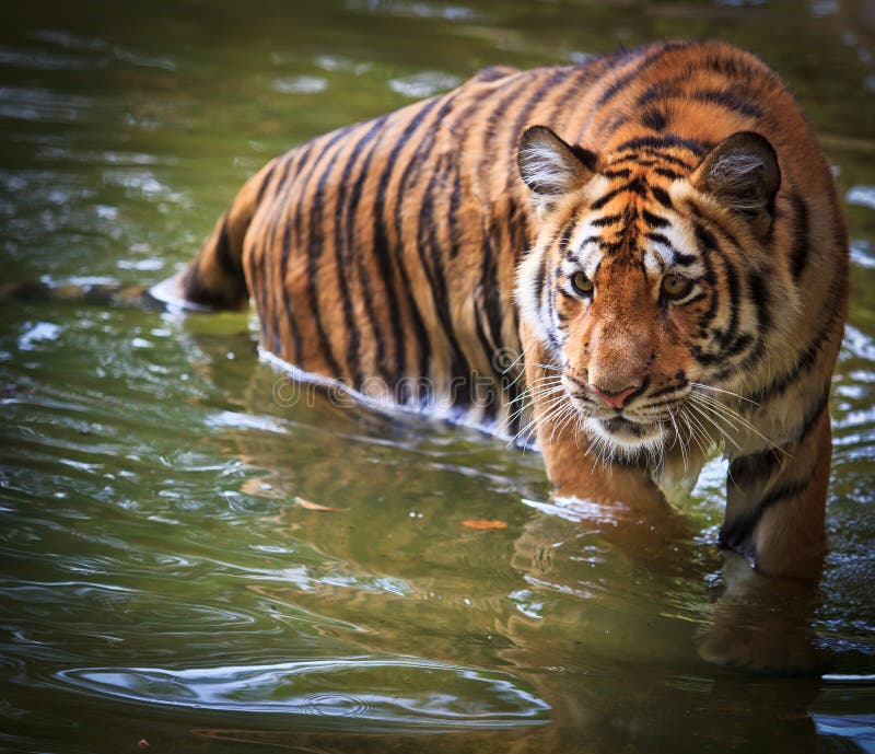Tiger in the water stock photo. Image of beautiful, angry - 43498400
