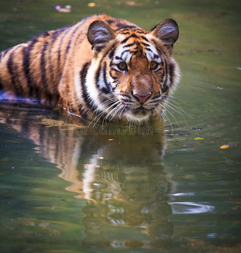 Tiger in the water stock photo. Image of beauty, carnivore - 43498528
