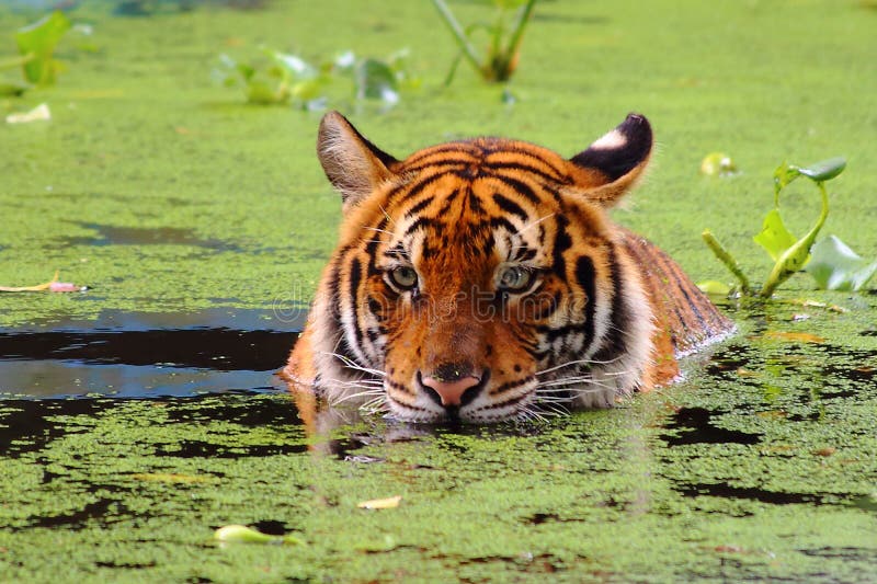Tiger in water stock image. Image of water, asia, royal - 53744709
