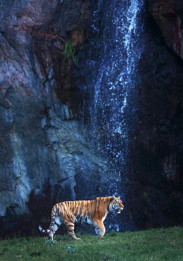 Tiger with waterfall stock image. Image of forest, beautiful - 70416541