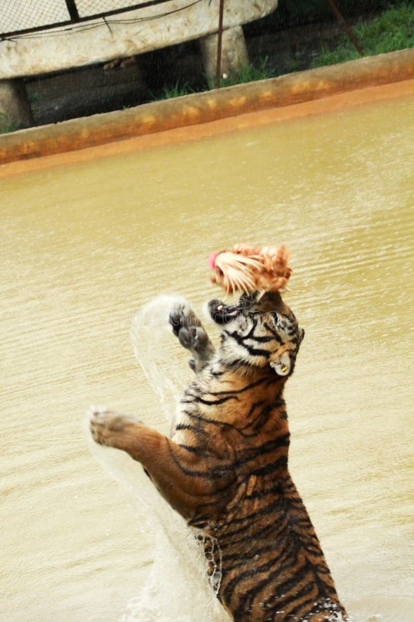 Tiger watersports stock photo. Image of competition - 106647916