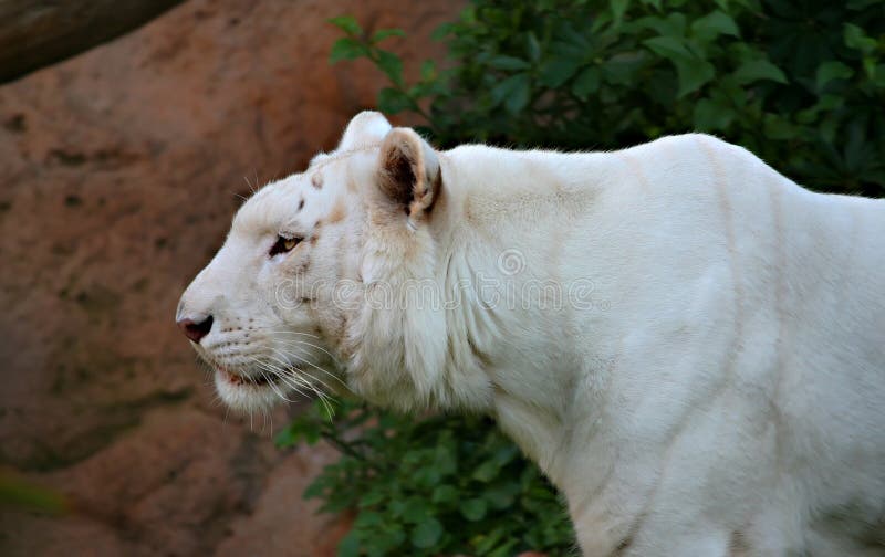 1,241 Tiger Head Profile Stock Photos - Free & Royalty-Free Stock ...