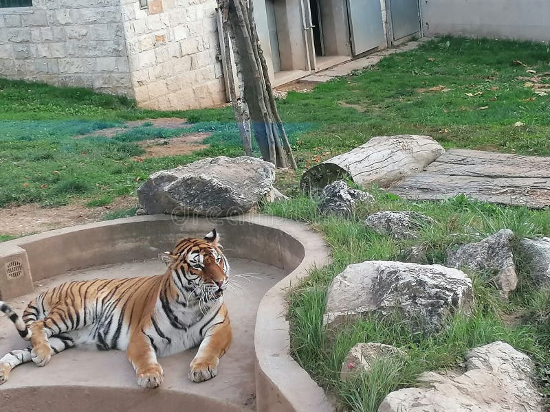 Tiger Who Likes Taking Pictures Stock Image - Image of plant, lion ...