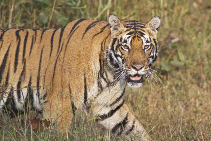Tiger in the wild stock photo. Image of walk, green, stripe - 22729692