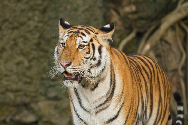 Tiger,wild cat stock photo. Image of portrait, wildlife - 30802266