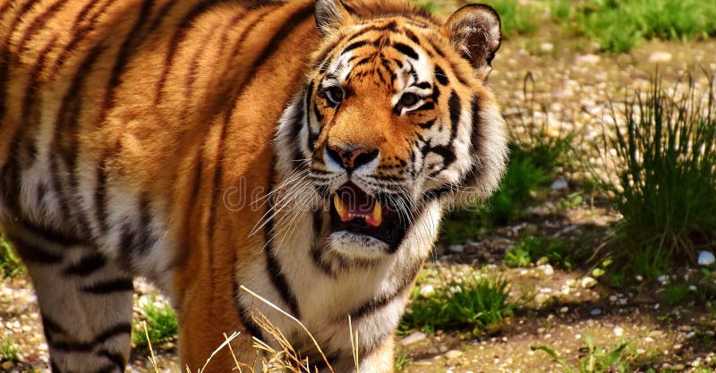 Tiger, Wildlife, Terrestrial Animal, Mammal Picture. Image: 102645292