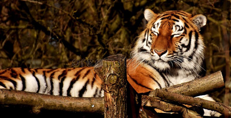 Tiger, Wildlife, Mammal, Terrestrial Animal Picture. Image: 115316656