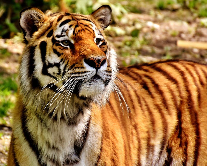Tiger, Wildlife, Terrestrial Animal, Mammal Stock Photo - Image of ...
