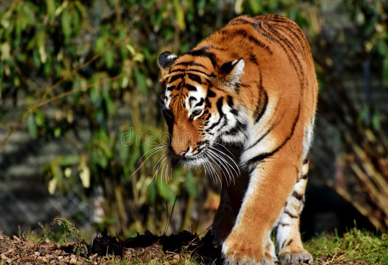 Tiger, Wildlife, Terrestrial Animal, Mammal Picture. Image: 114791538
