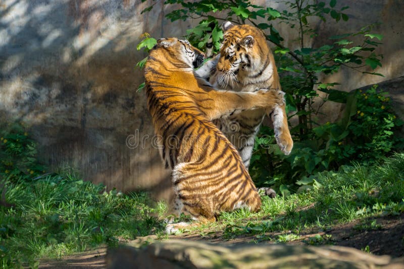 Tiger, Wildlife, Terrestrial Animal, Mammal Picture. Image: 116175440