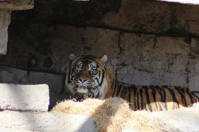 Tiger Winking at Me in the Zoo Editorial Stock Image - Image of forest ...