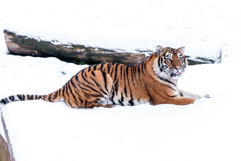 Tiger in the Winter Wild Nature Stock Image - Image of beautiful, wild ...