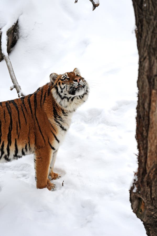 Tiger winter stock photo. Image of habitat, animals, snow - 27744088