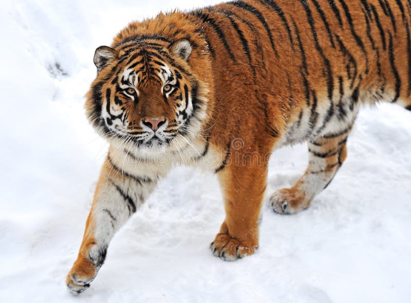 Tiger winter stock image. Image of tiger, tracks, cold - 27744149