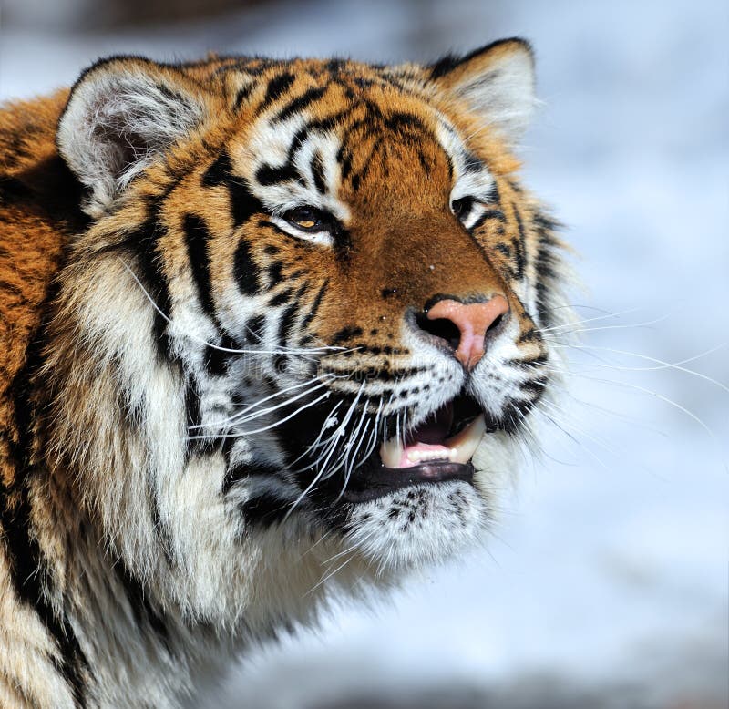 Tiger in winter stock image. Image of snow, feline, predator - 28017025