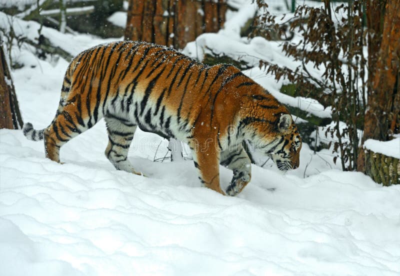 Tiger in winter stock image. Image of hunt, angry, gaze - 28607671