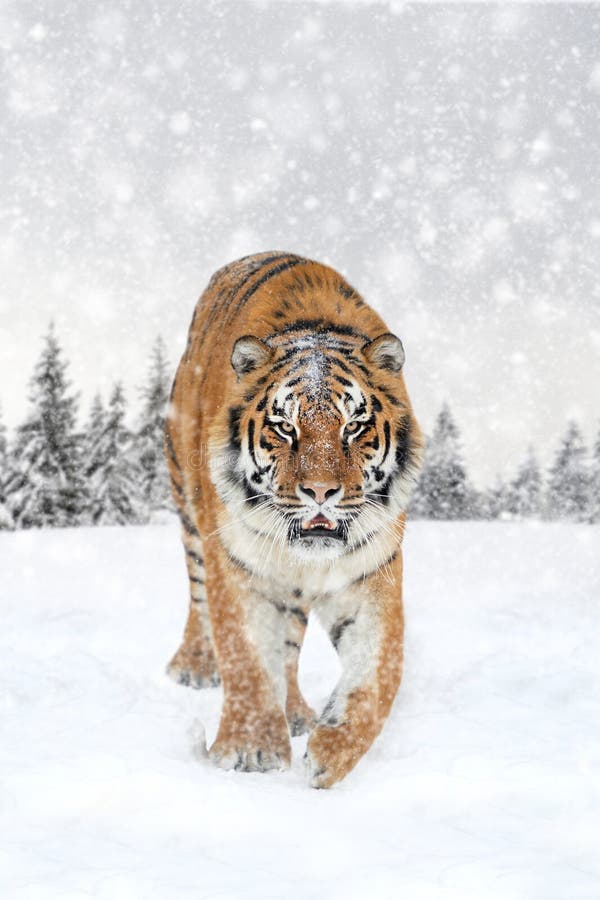 Tiger in the Winter Forest. Wild Predators in Natural Environment Stock ...