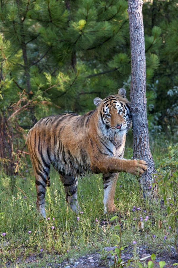 Tiger in the Woods stock image. Image of nature, natural - 28668407