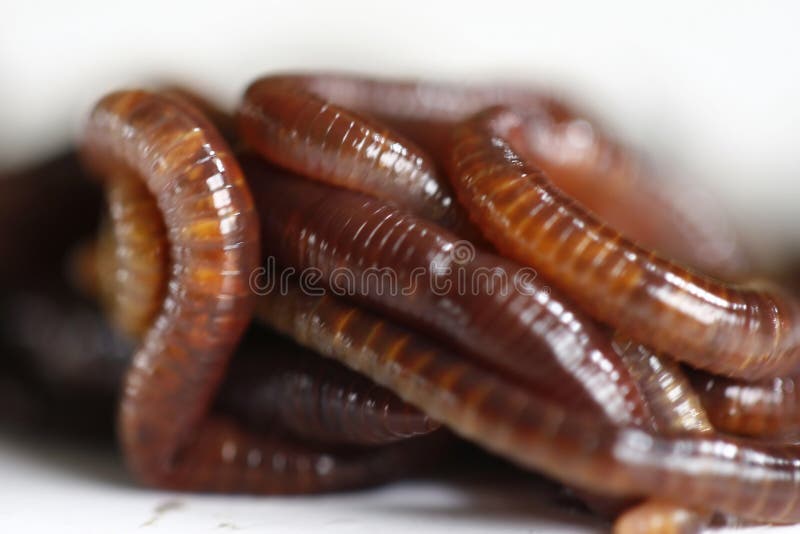 Tiger worm stock image. Image of slippery, conservation - 4187269