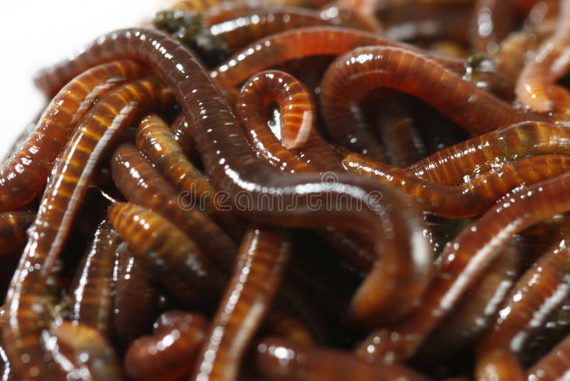 Tiger worm stock image. Image of slippery, conservation - 4187269