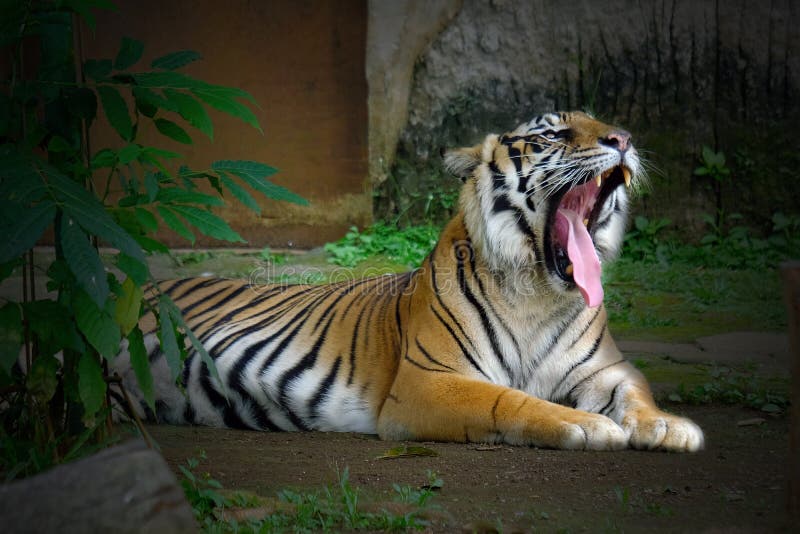 A tiger is yawns stock image. Image of yawns, jungle - 262906163
