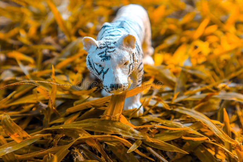 Tiger with Yellow Flowers. Siberian Tiger in Beautiful Habitat. Amur ...