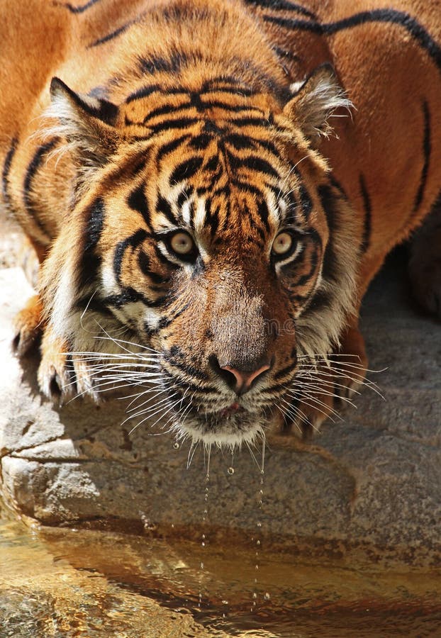 Tiger stock photo. Image of drip, carnivore, dramatic - 39148654