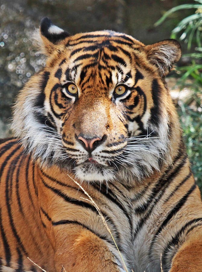 137 Tiger Looking Left Stock Photos - Free & Royalty-Free Stock Photos ...