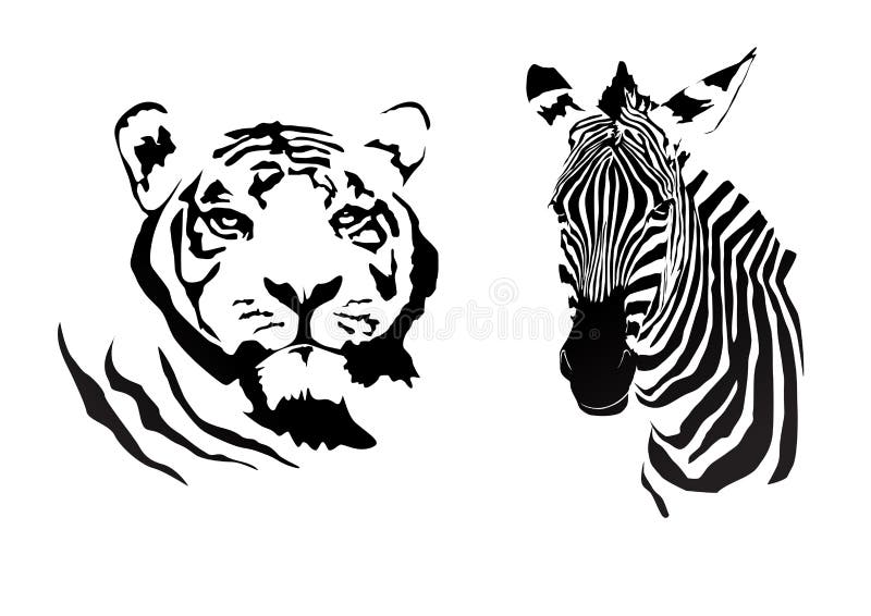 Tiger_zebra stock vector. Illustration of drawing, jungle - 32155334