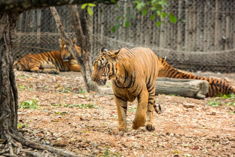Tiger in the Zoo stock image. Image of panthera, beauty - 225974725