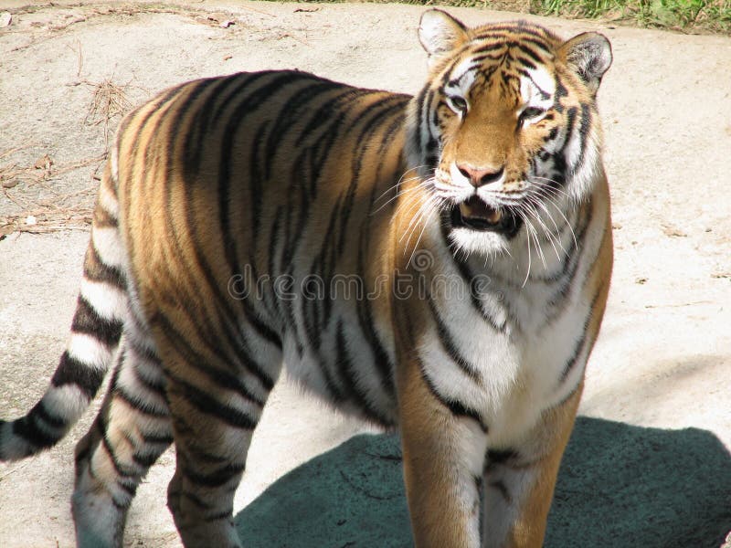 Siberian Tiger has an itch stock photo. Image of siberian - 11196790