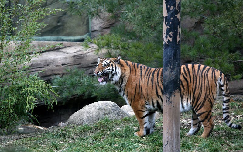Tiger in a zoo stock image. Image of orange, carnivore - 3913327