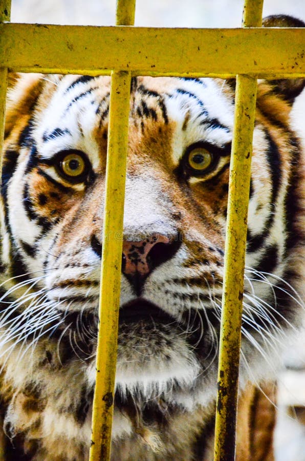 175 Tiger Behind Bars Stock Photos - Free & Royalty-Free Stock Photos ...