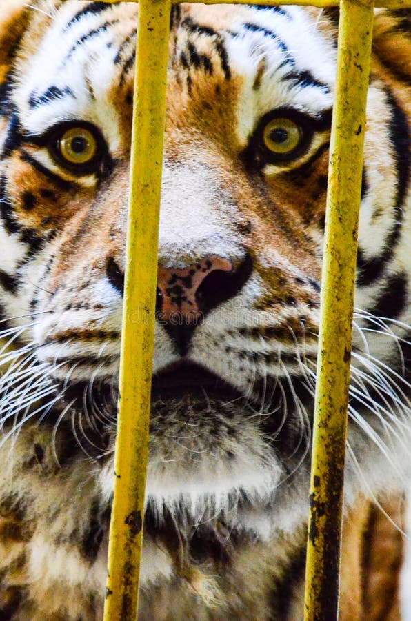 Tiger at zoo stock photo. Image of aerial, attraction - 80690576