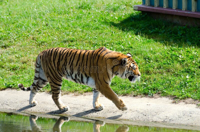 Tiger stock photo. Image of tiger, wild, themepark, nature - 49081492