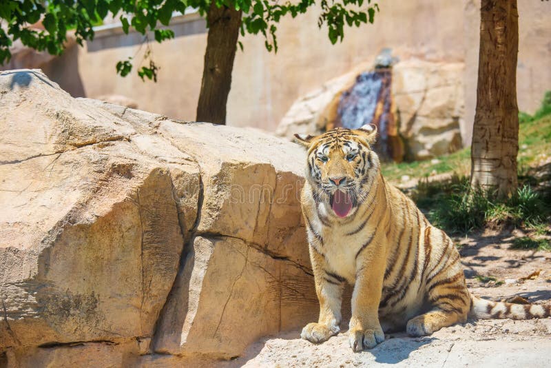 Tiger Benidorm Stock Photos - Free & Royalty-Free Stock Photos from ...