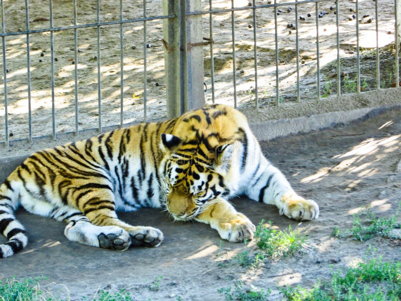 Tiger in the zoo stock image. Image of jungle, animal - 82966011