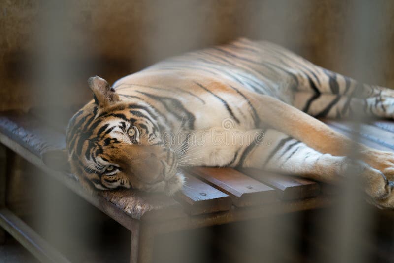 Tiger in a zoo cage stock image. Image of captivity, dangerous - 77418173