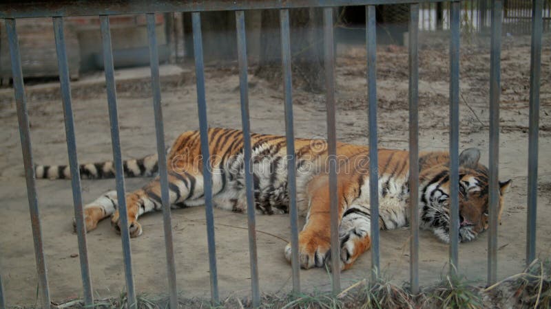 Big Beautiful Tiger Resting In The Zoo Cage Stock Video - Video of ...