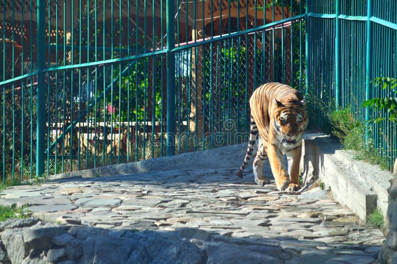 Tiger in the zoo cage stock photo. Image of beautiful - 148656076