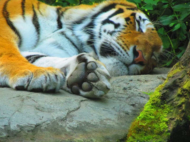 Tiger stock photo. Image of canada, wildlife, tiger - 87992908